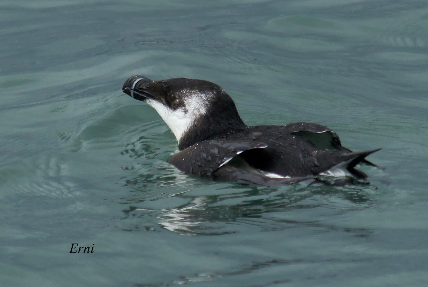 NO SIN MIS PRISMÁTICOS: ALCAS DE IMPRESIONANTES PICOS O LO QUE ES LO ...