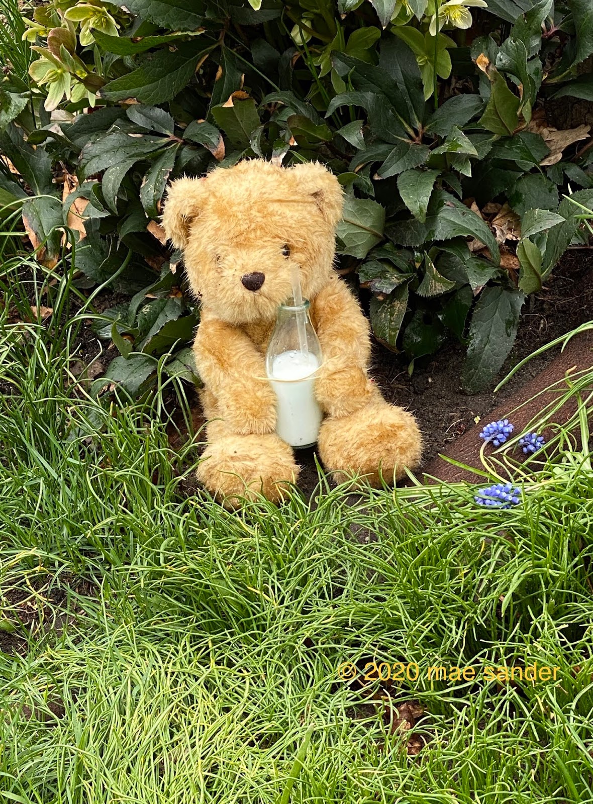 Mae's Food Blog: Kathy’s Bear