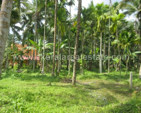 Vithura - JungleKey.in Wiki