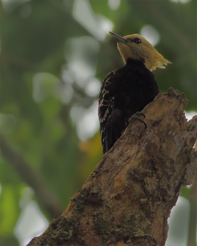 AVES NUESTRAS: CARPINTERO COPETE AMARILLO