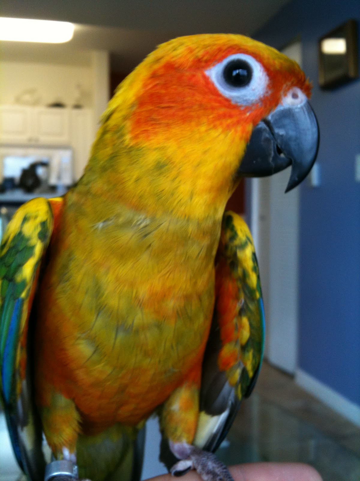 Red factor sun conure