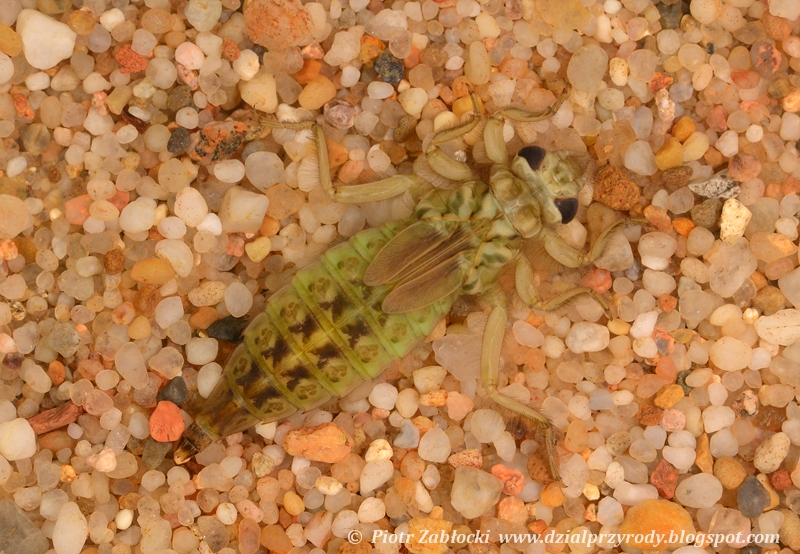 Libellules de France et dAilleurs - DRAGONFLY WORLD: The river clubtail ...