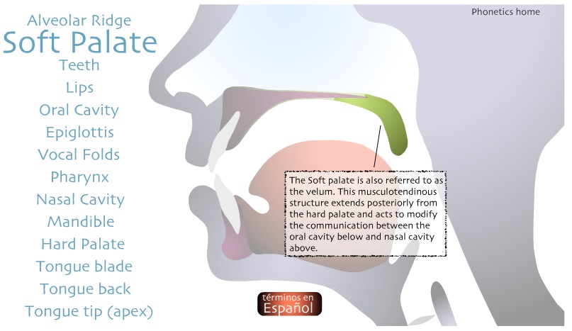 American English: Phonetics: The Sound of American English (3)