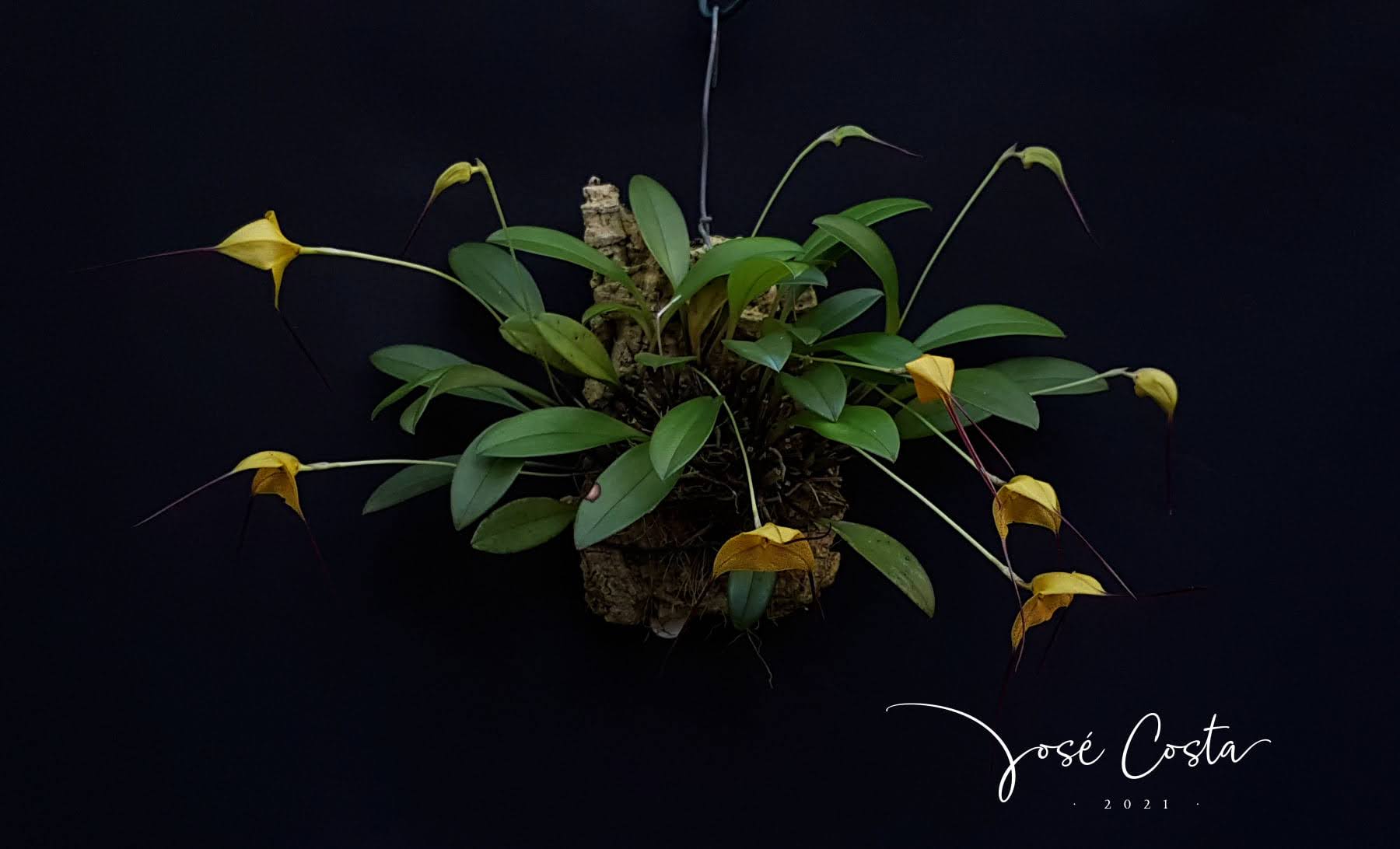 Masdevallia triangularis