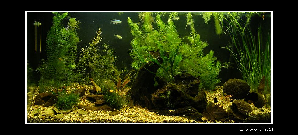 Moja Afryka: Rogatek sztywny (Ceratophyllum demersum, Ceratophyllum ...