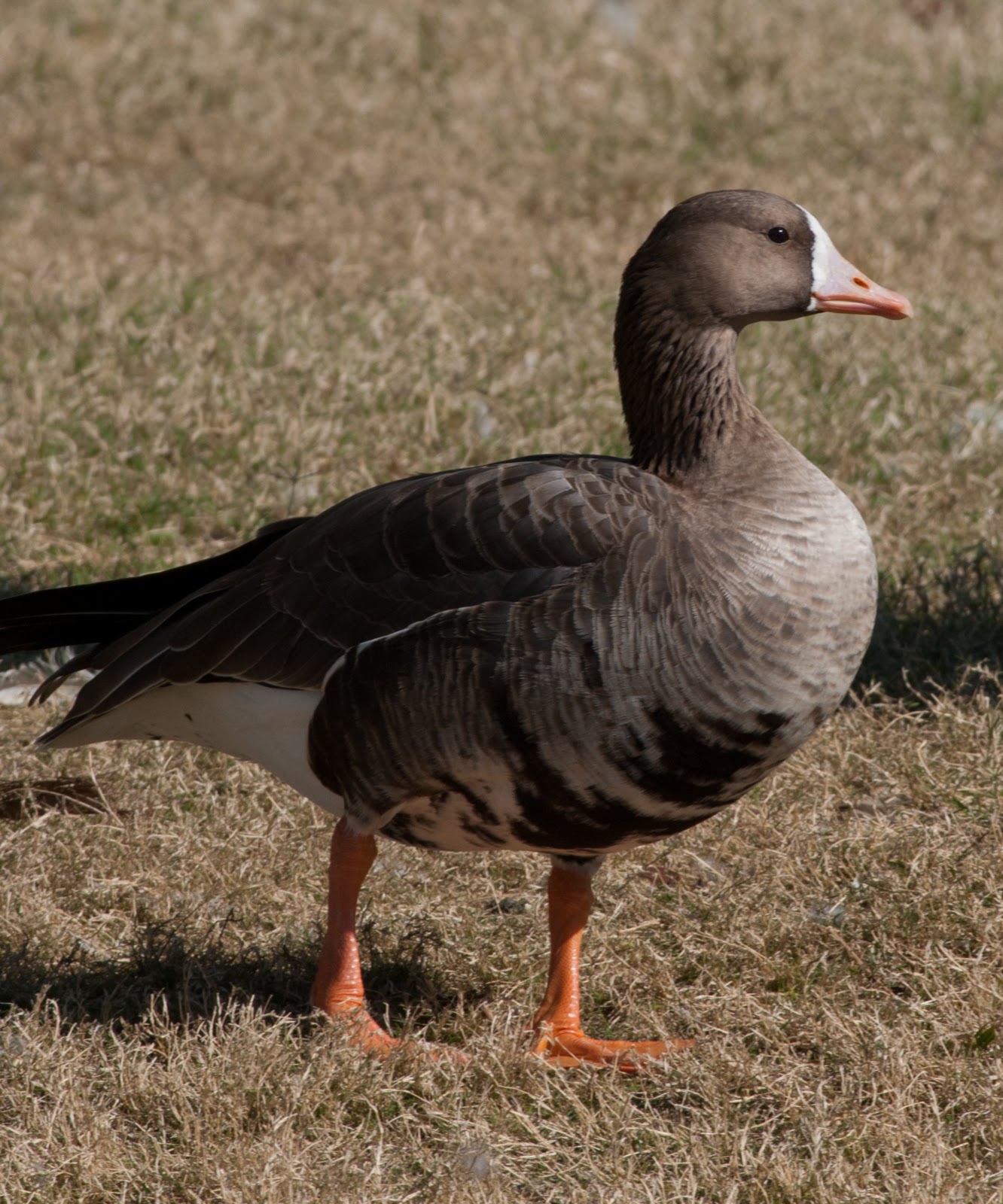 Gordon's Birding Adventures: Return from out West - 23 Feb 2013