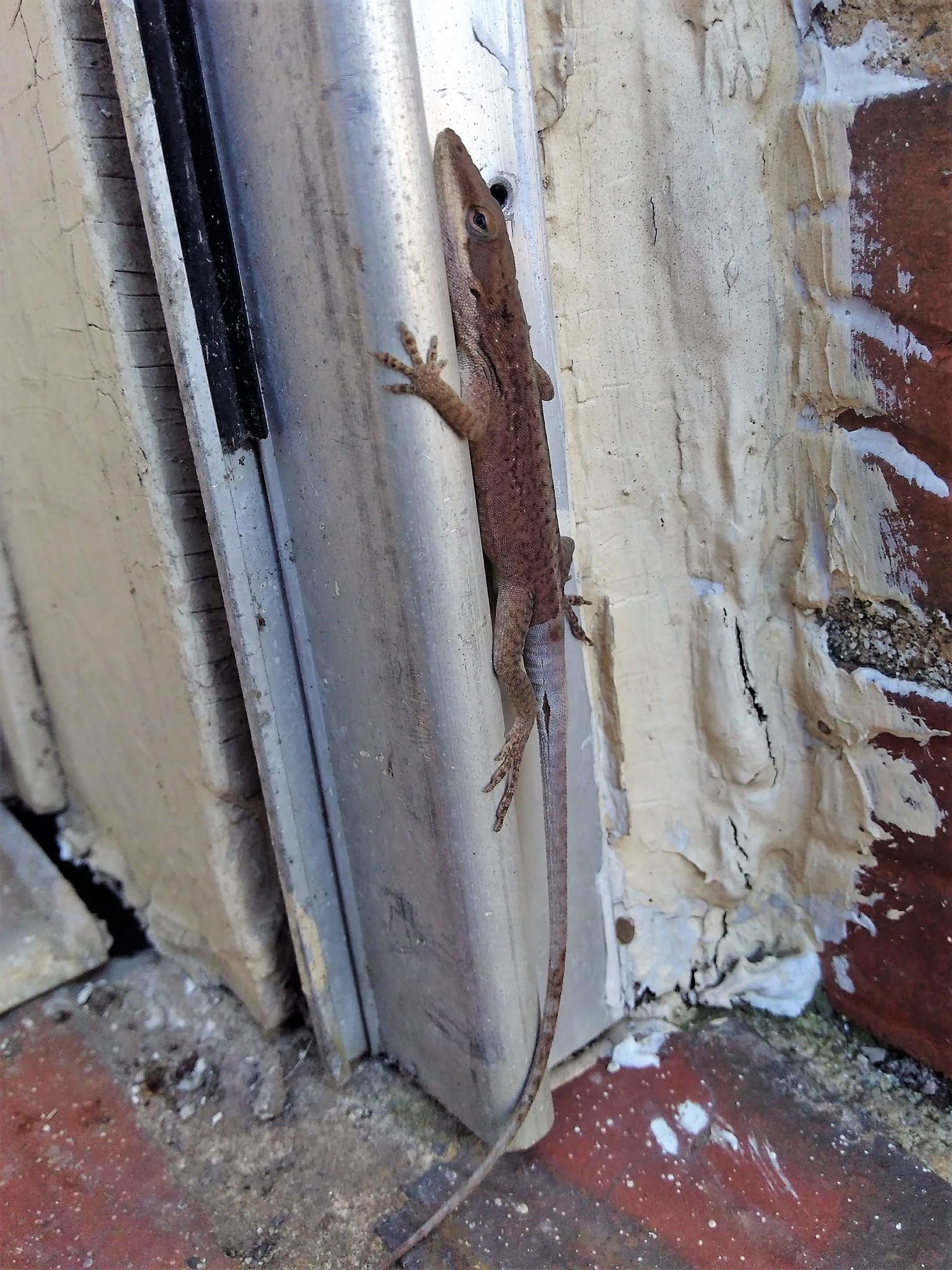 Living Rootless: December 2020