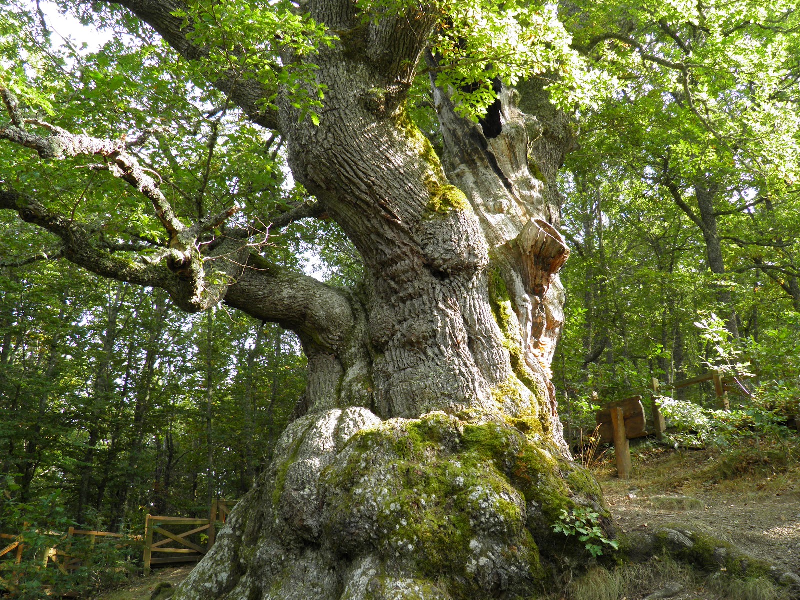 Al otro lado del Arco Iris: Arboles mágicos