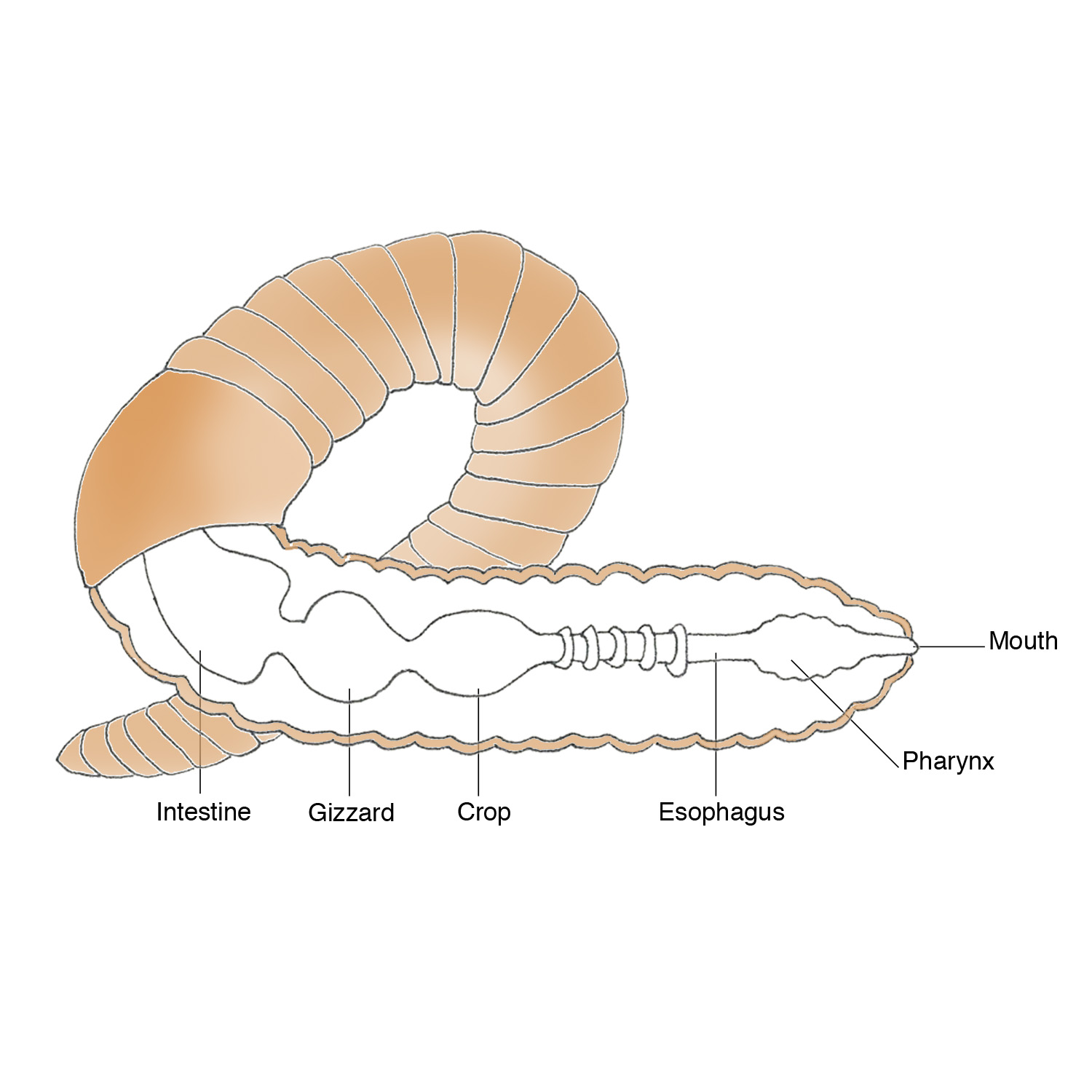 Redeemer Nature Gardens: First Grade Worm study