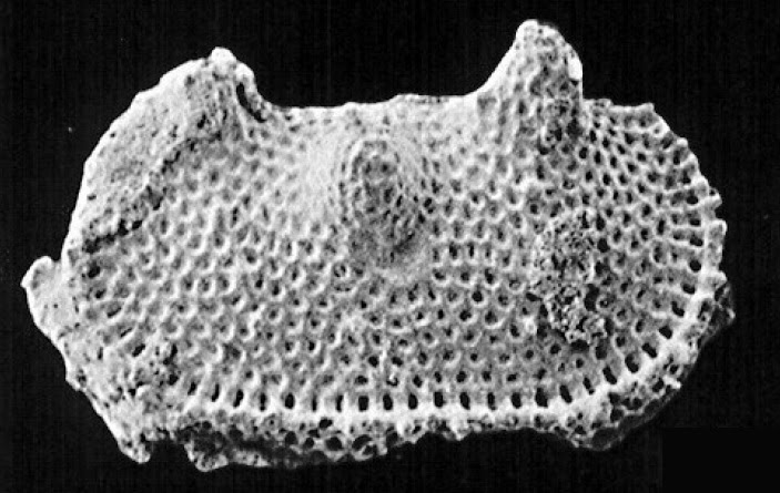 Variety of Life: Polytylites