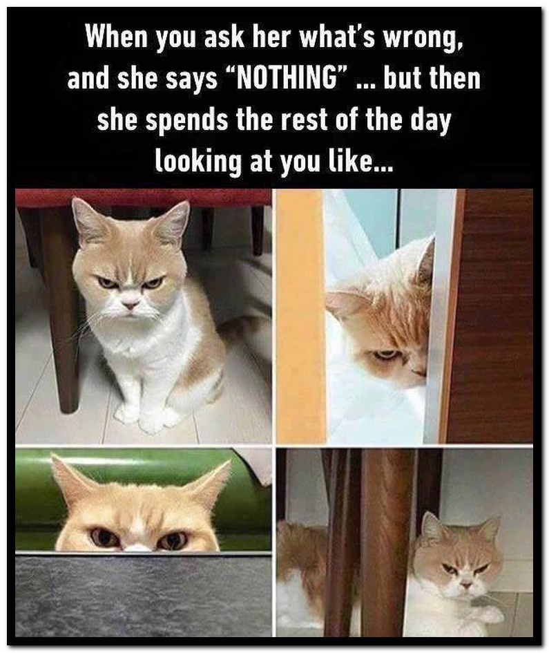 Chuck's Fun Page 2: Overly Dramatic Cats - 34 Images