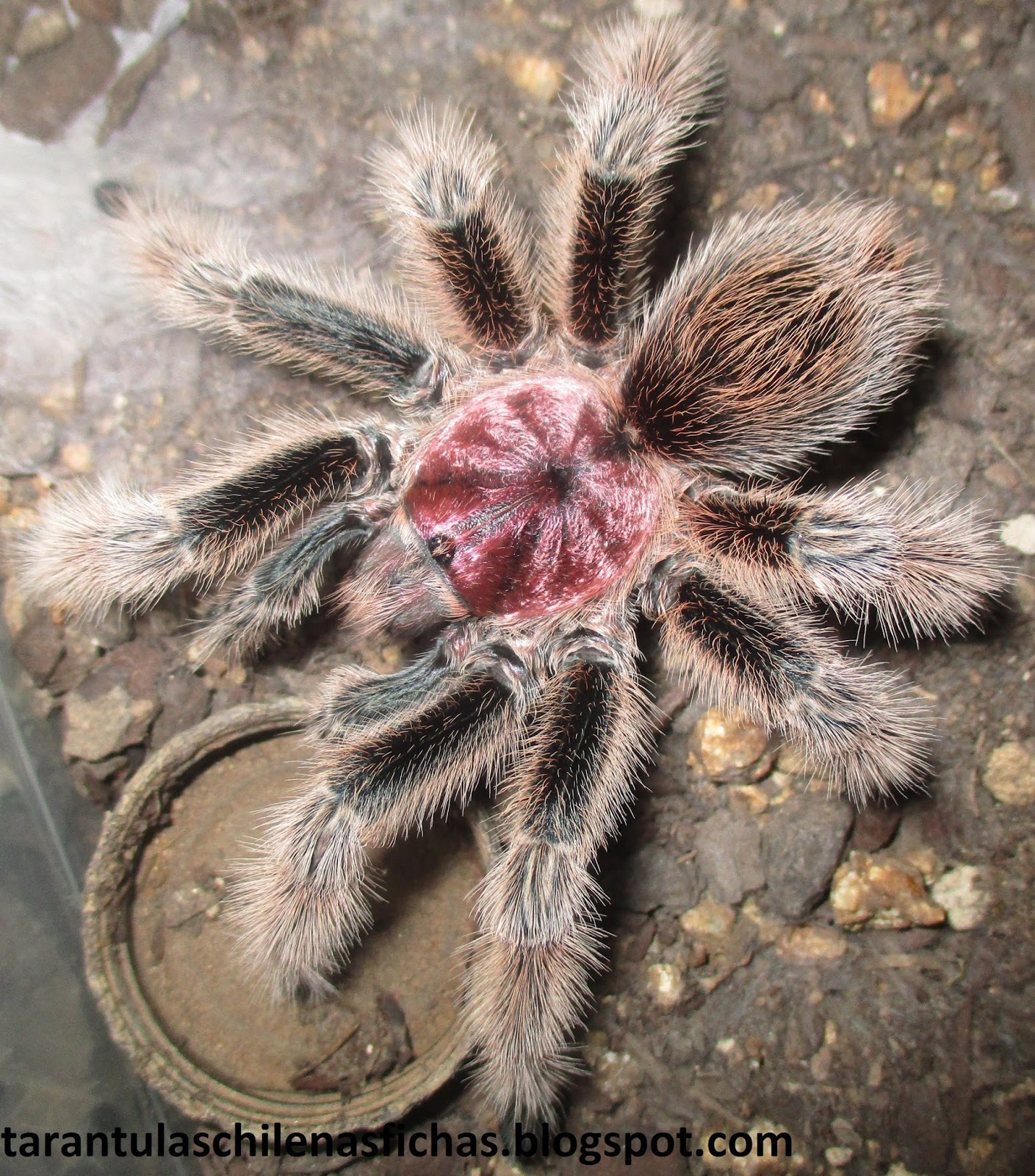 Tarántulas Chilenas : Grammostola porteri, mello-Leitao 1936