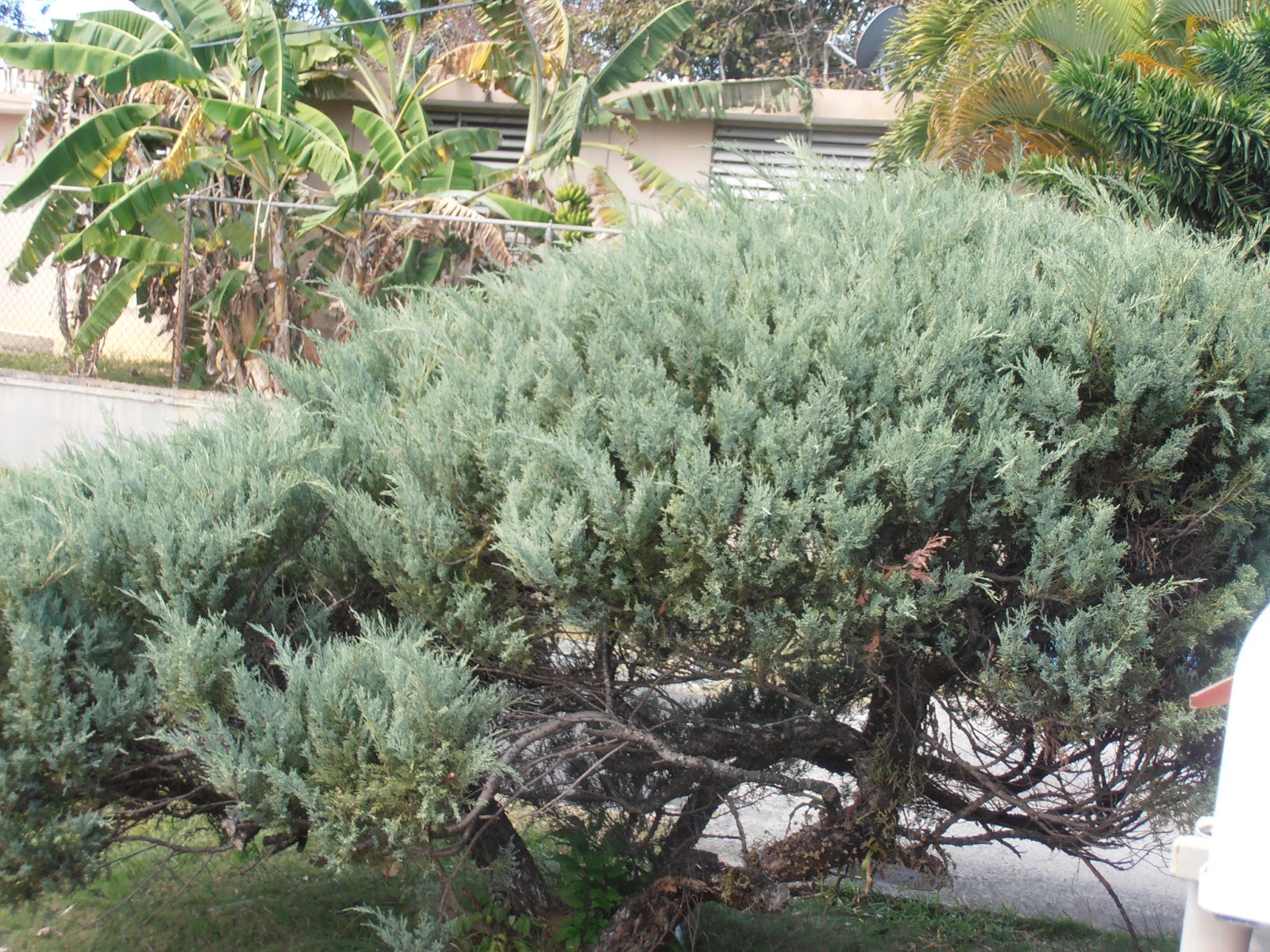 Flora de Puerto Rico Ilustrada Papo Vives: CUPRESSACEAE Juniperus ...