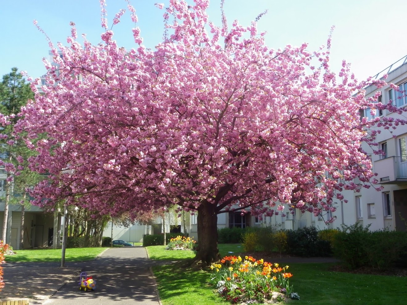 Le jardin des cerisiers en fleurs