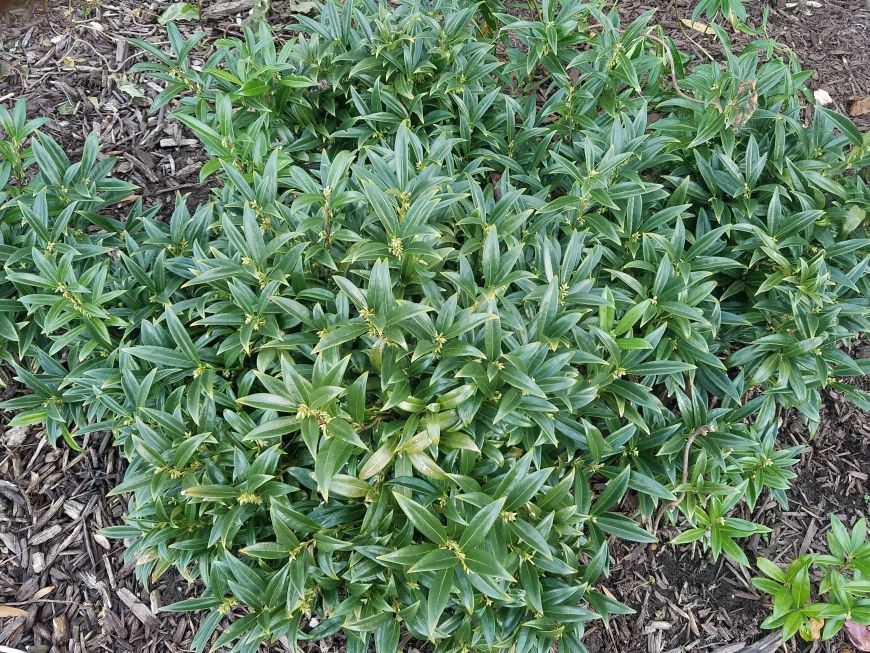 Future Plants by Randy Stewart: Sarcococca - Sweet Box