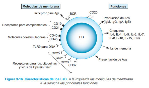 Células: LINFOCITO B