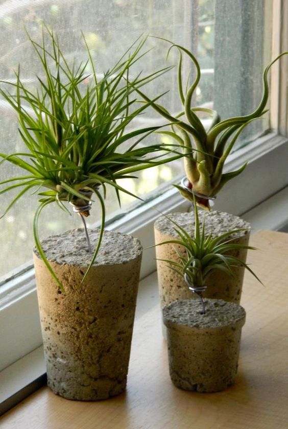 Simplesmente Fascinante: Tillandsias....