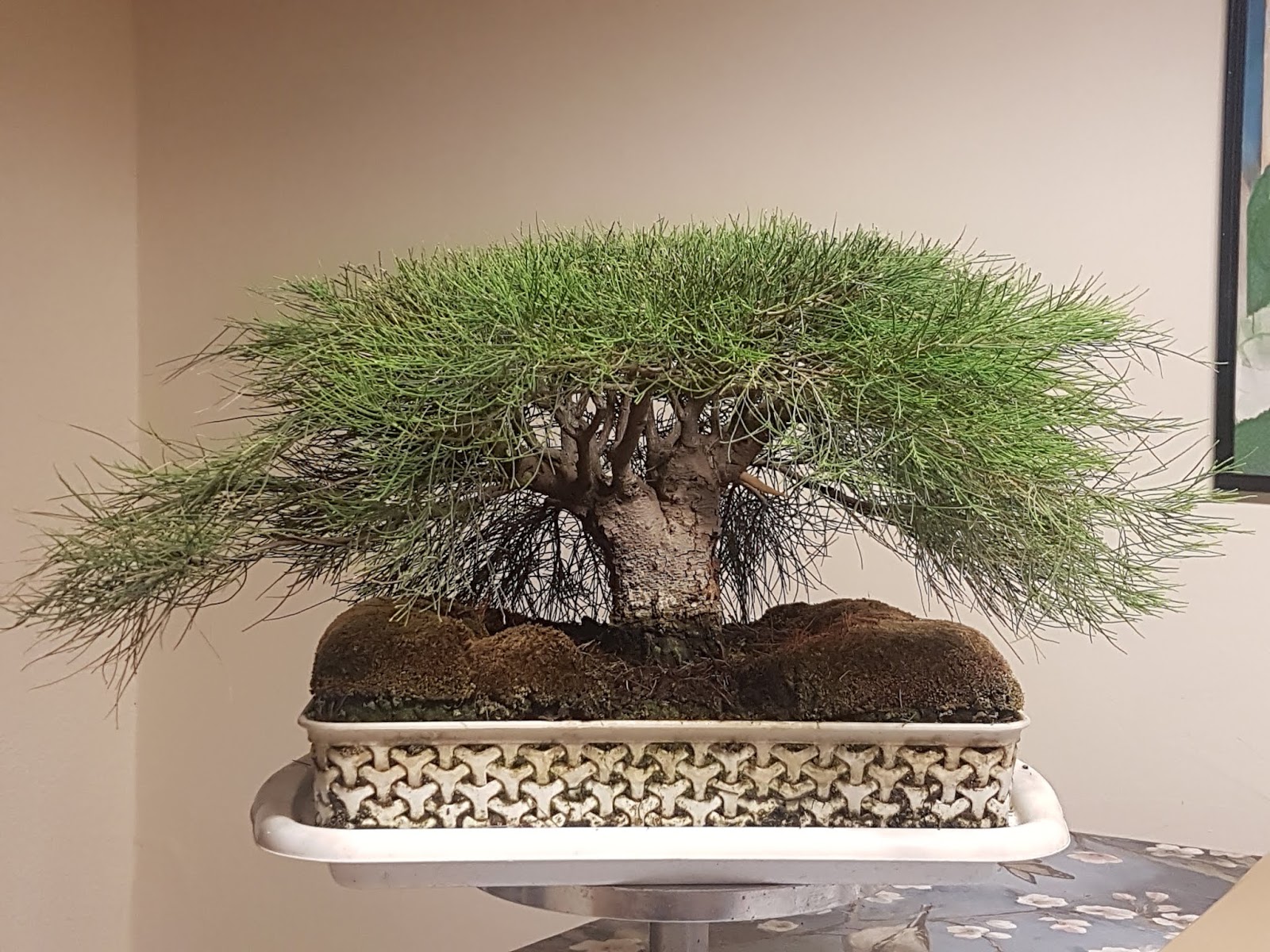 Germinando Semillas para Bonsai.: Casuarina equisetifolia II