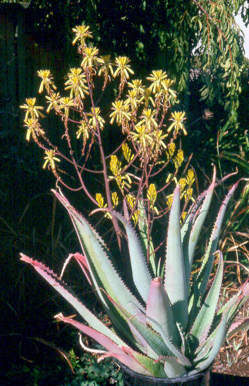 Institute for Aloe Studies does mail order