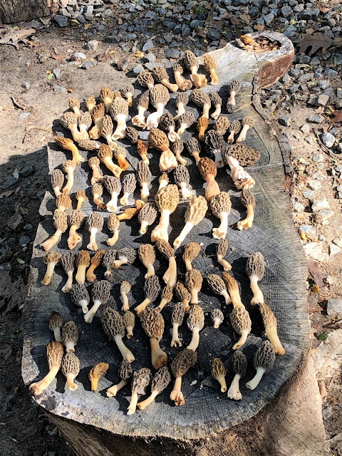 Ms. Nancy's Nook : The Molly Moocher Hunt!