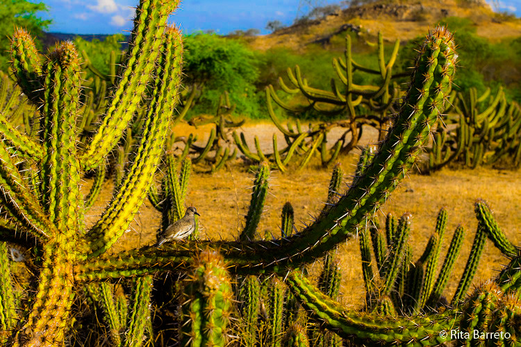 Xique-Xique: O Tesouro Espinhoso do Nordeste Brasileiro