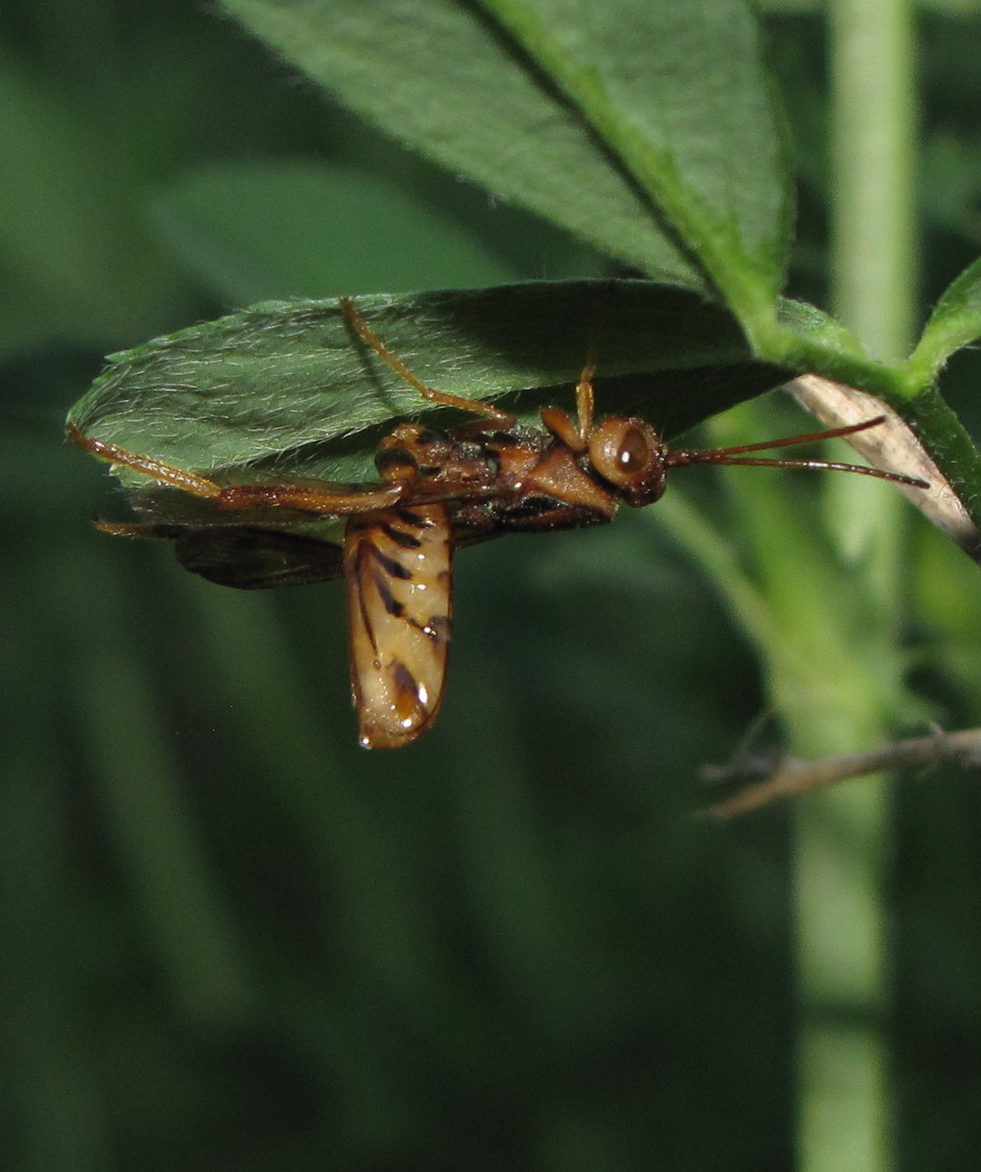Bug Eric: Ibaliid Wasps