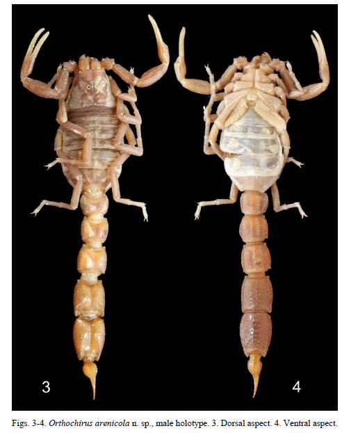 The Scorpion Files Newsblog: A few taxonomical changes in the genus ...