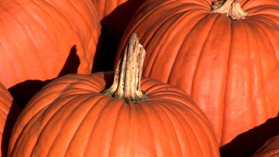 Pumpkin facts | Expat with Kids