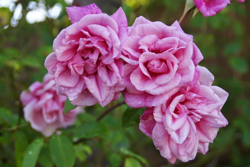 Organic Garden Dreams: August Roses