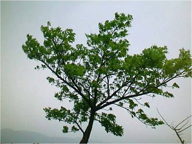 Copal o papelillo | Árboles de Nayarit