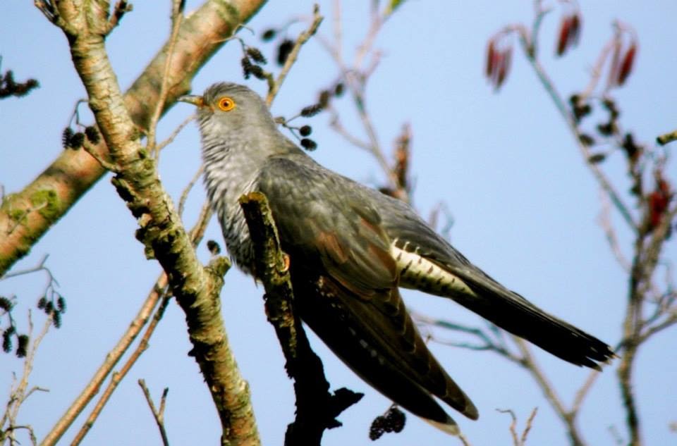 MYSLIVOST: KUKAČKA OBECNÁ si nikdy nepostaví hnízdo, ale podvrhuje svá ...