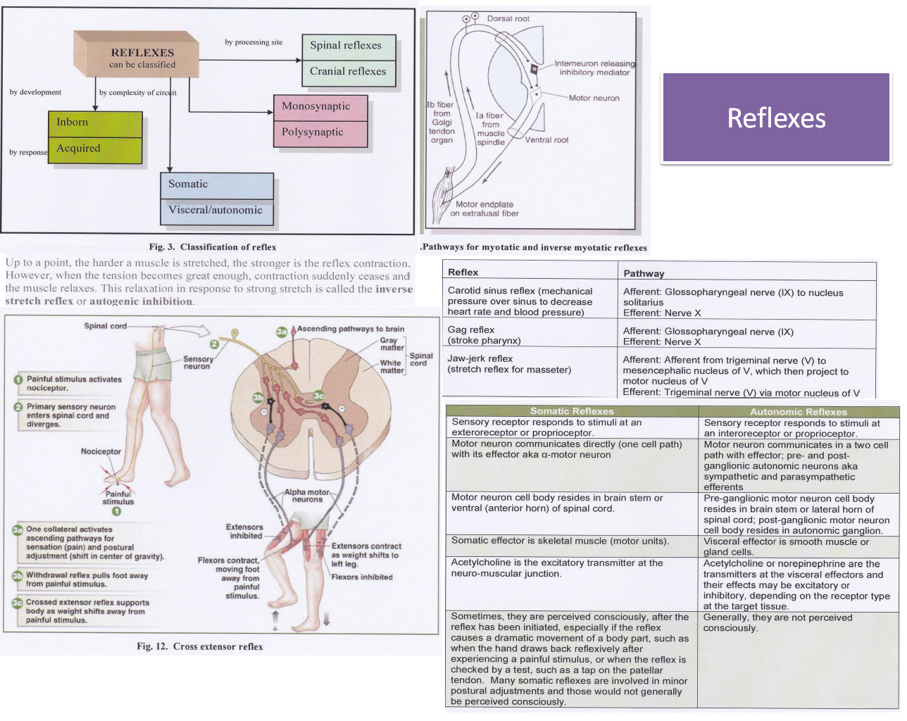 Medical Concept maps : Nervous system