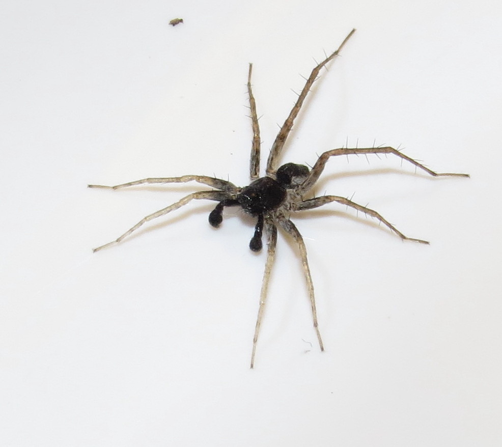 Bug Eric: Thin-legged Wolf Spiders, genus Pardosa