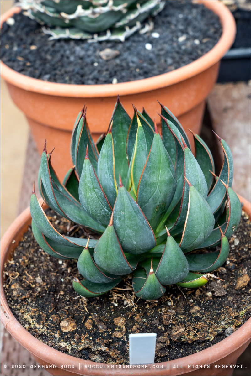 Jeremy Spath's Hidden Agave Ranch: the greenhouse