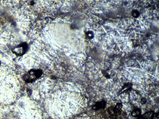 Don Schaeffer's Photos and Art: Cells of an Apple Fruit and Skin