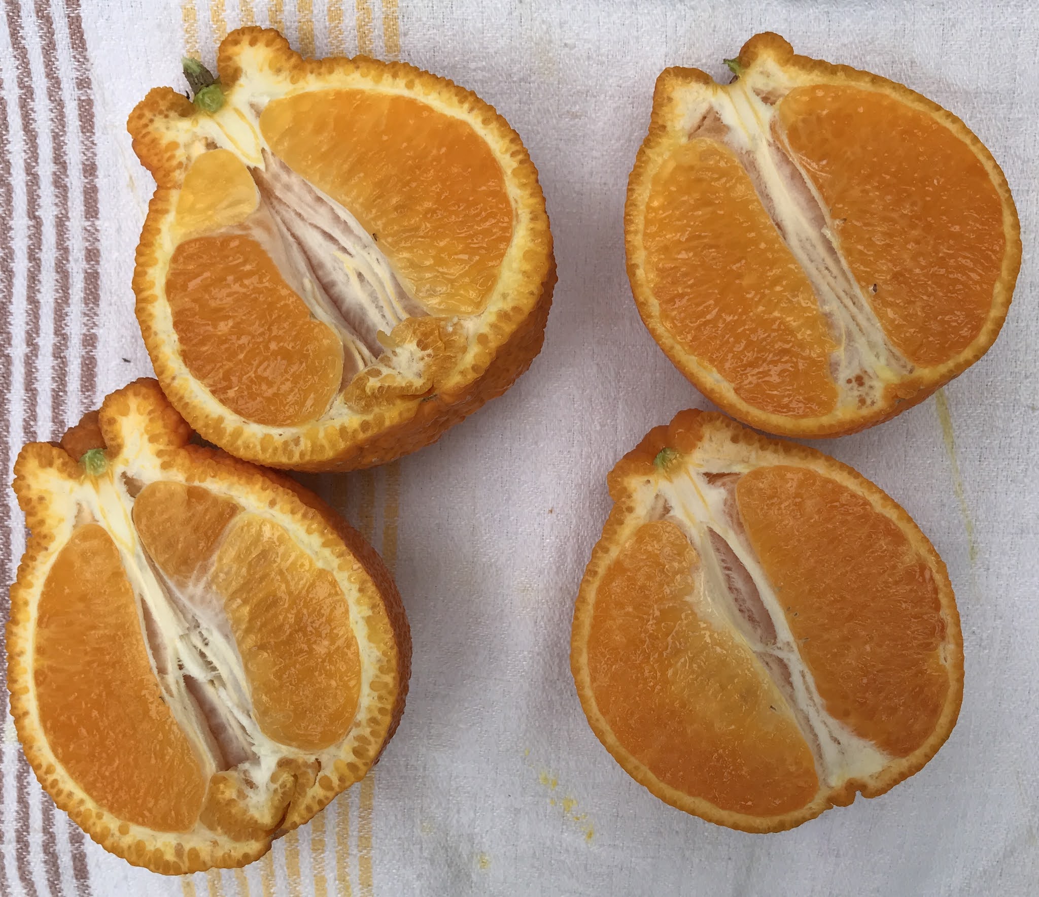 Gardening : My Sumo seedling and Shiranui fruit tasting 2021