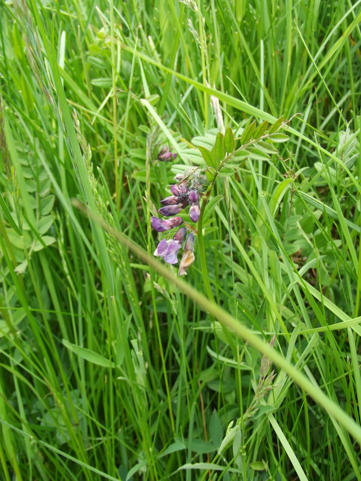 Endon Wildlife: January 2014