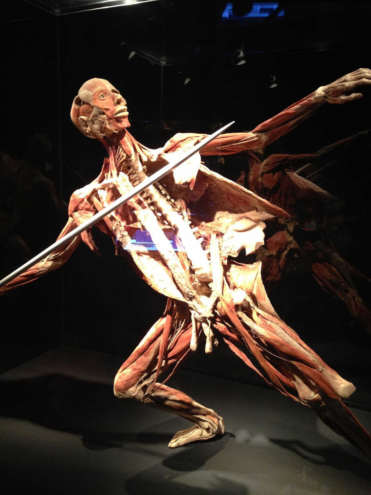 Beauty in New York City: Discovery Times Square - BODY WORLDS: PULSE ...