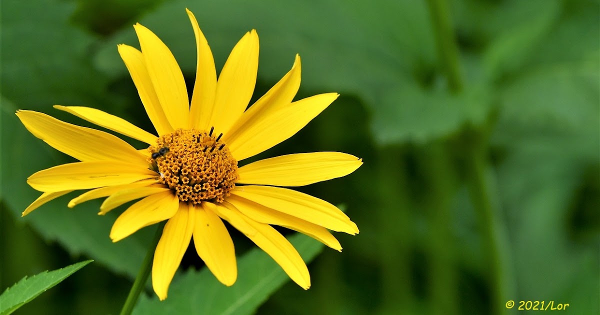 LES JOYAUX DE SAINT-TRIPHON: UN JARDIN EXTRAORDINAIRE!