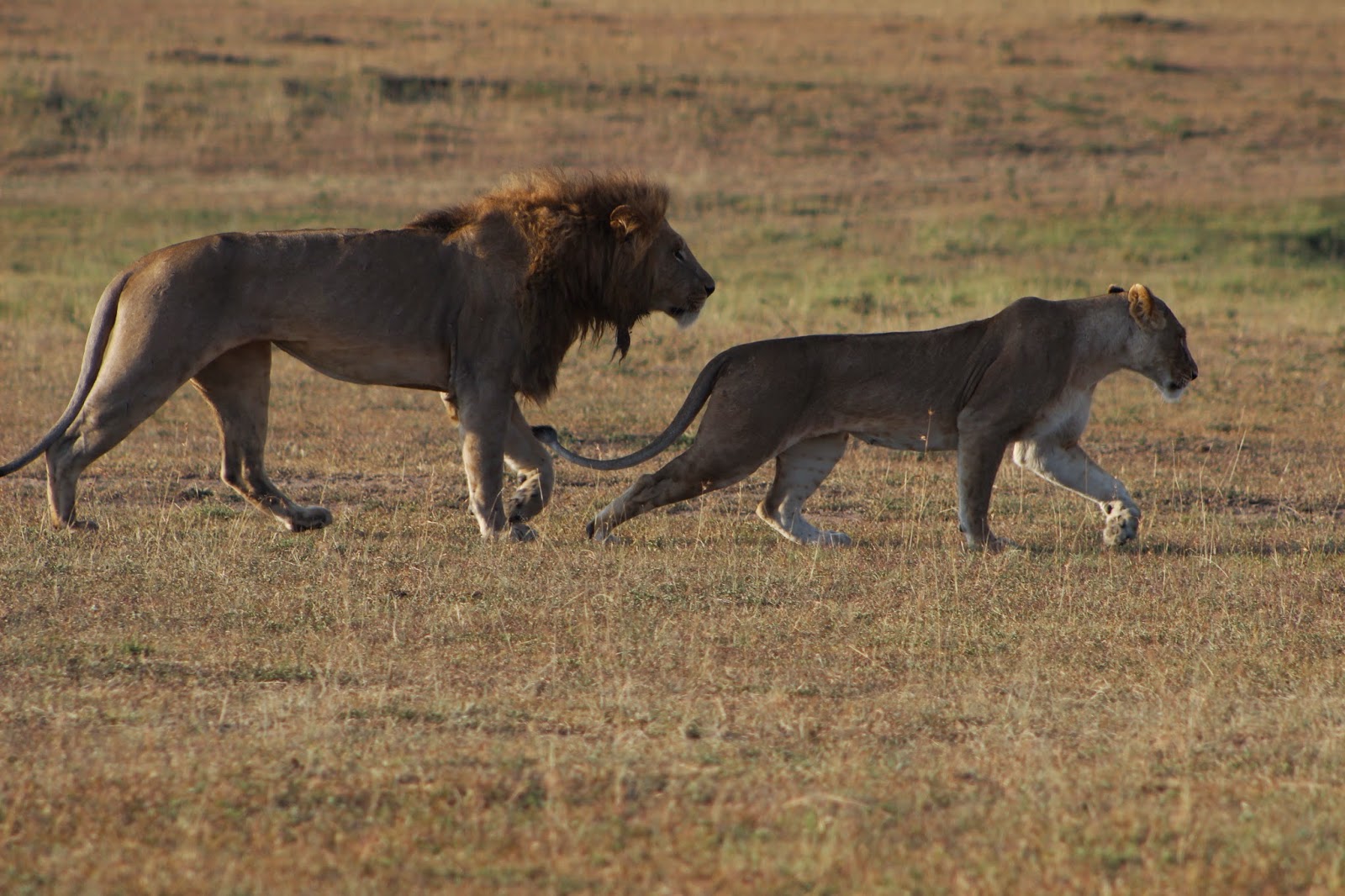 Notes From Kenya: MSU Hyena Research: Time Flies