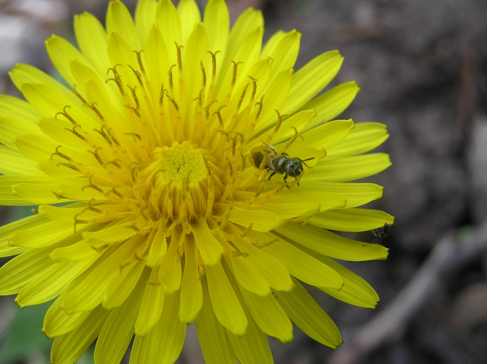 Splendid Little Stars: inside xanthic flowers