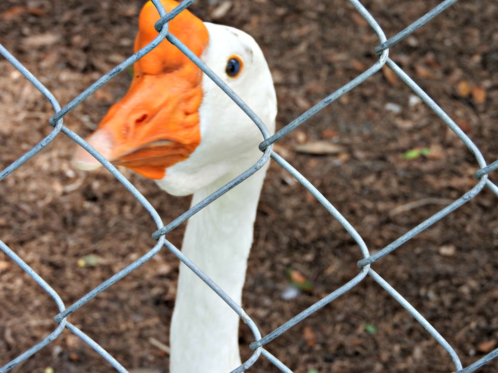 MadSnapper: Good Fence Geese