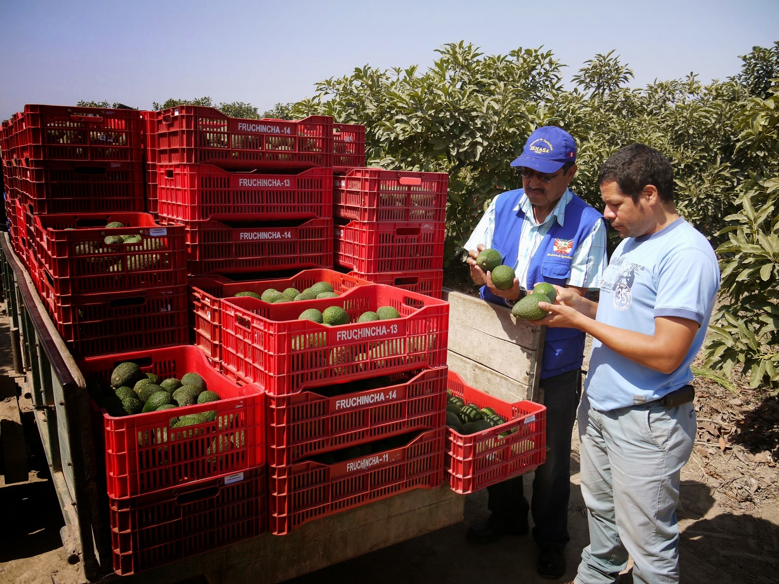 Agroexportaciones del Perú superaron los US$ 5,300 millones en el 2014 ...