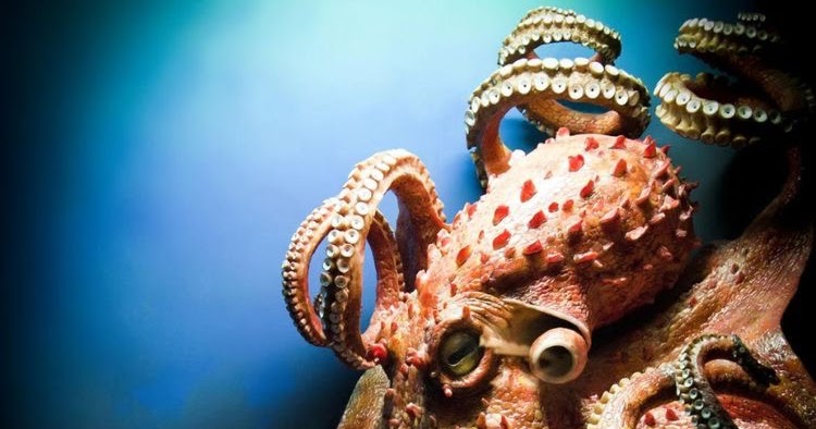 Animal Factopaedia: How do Octopuses protect themselves from predators?