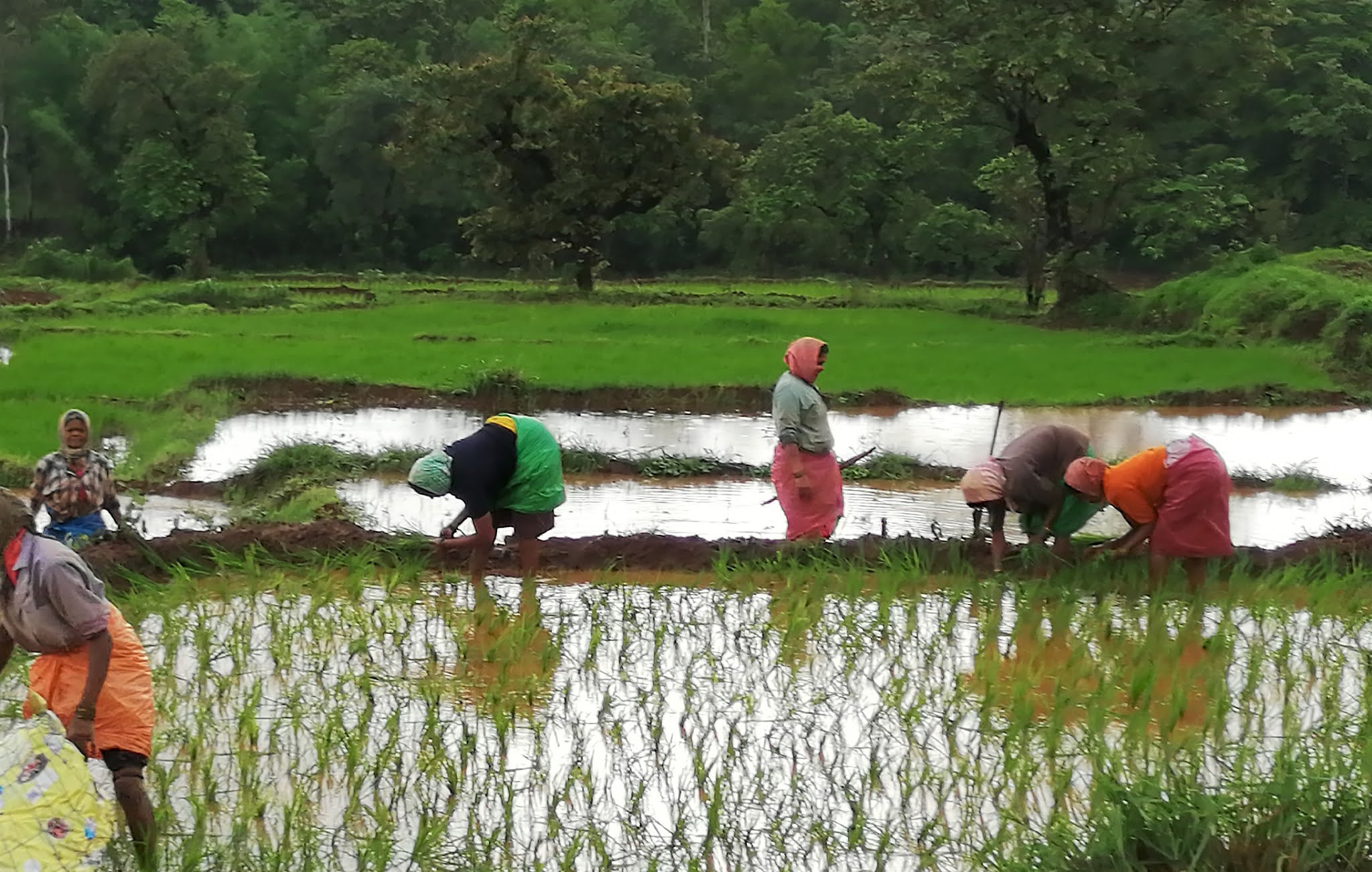 Ajara Ghansal Rice; Export Quality Scented Organic Rice from Ajara ...