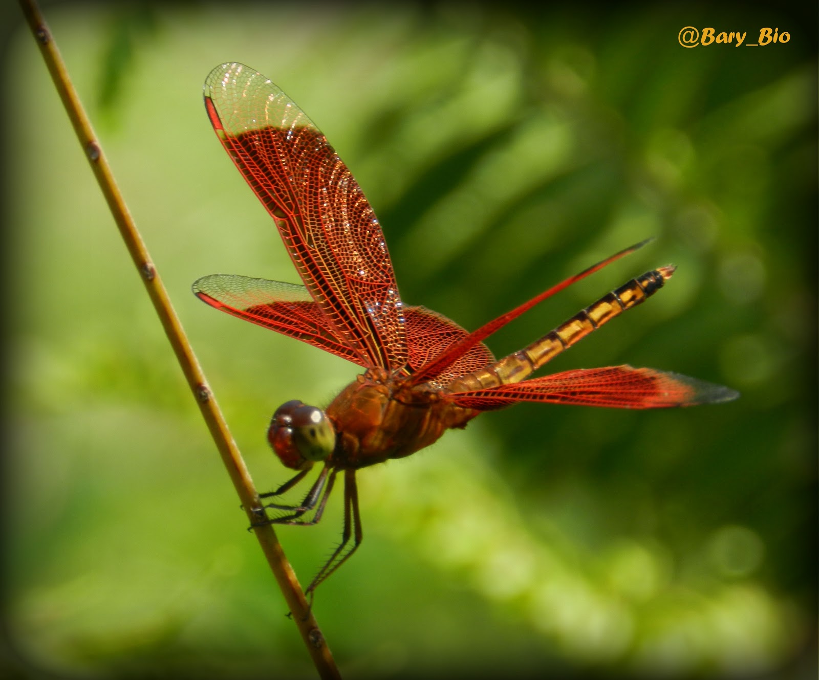 Ragam Capung | bary the barbarian