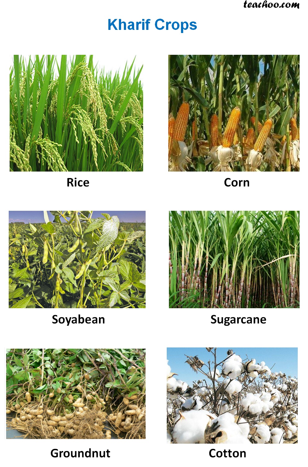 Rusty's Bio-zone: CROP PRODUCTION AND MANAGEMENT