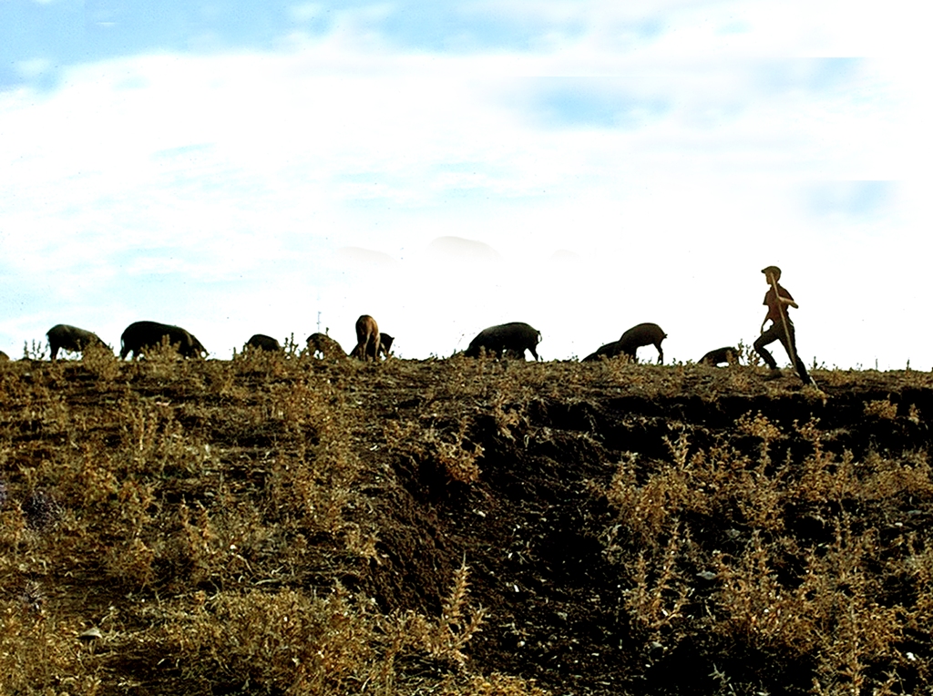El porquero - El blog de salus