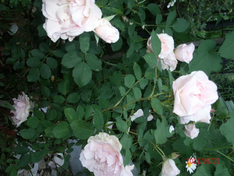 Carola's Alberta Garden 2019: Morden Roses