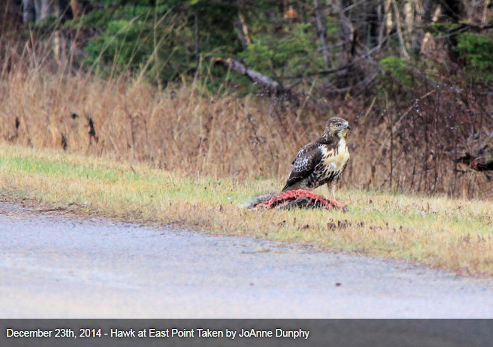 RED-TAILED HAWK